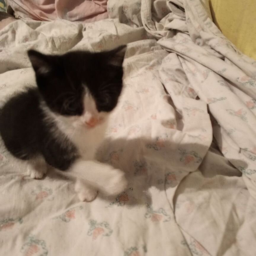 Котята в добрые руки бесплатно