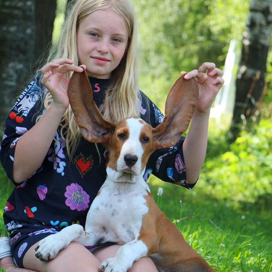 Испанская гончая