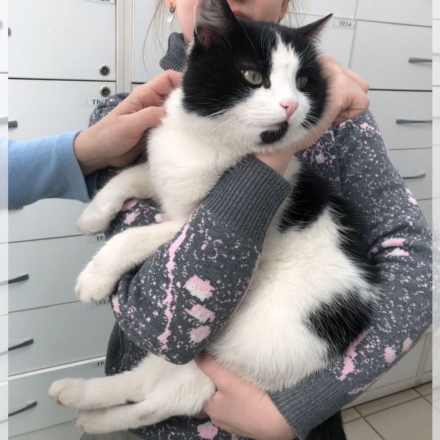 Взрослый кот в добрые руки