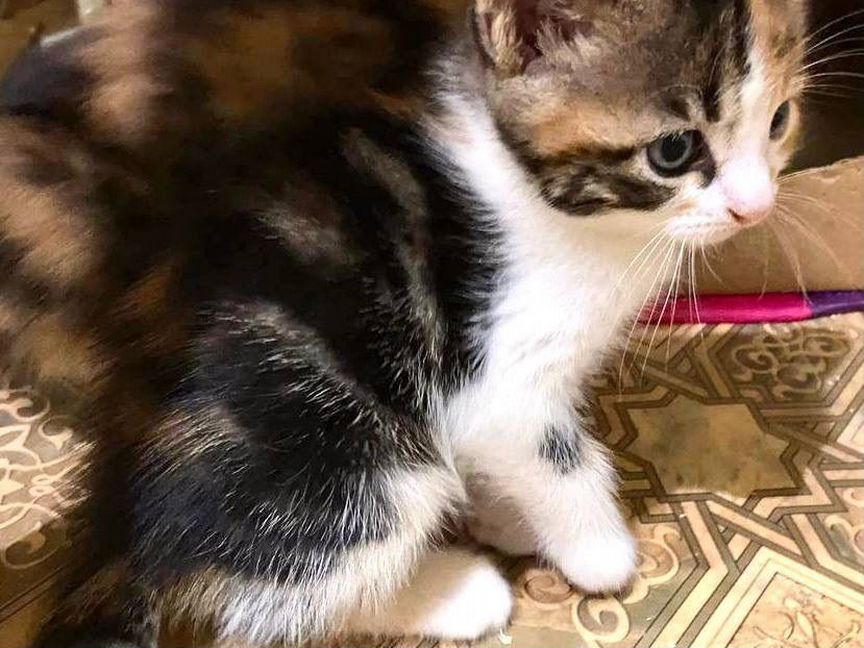 Кошка