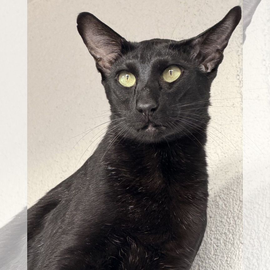 Ориентальный, взрослый кот