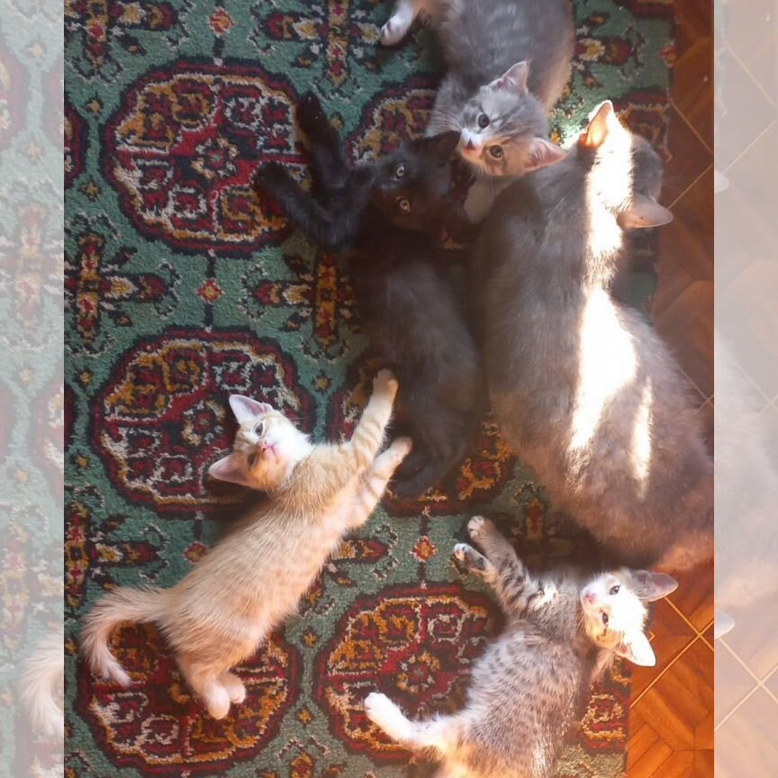 Отдам котят в добрые руки