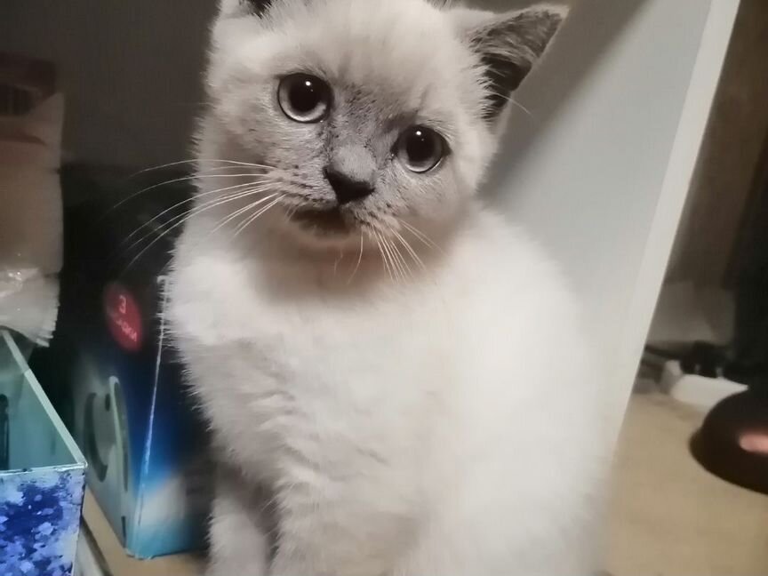 Британская