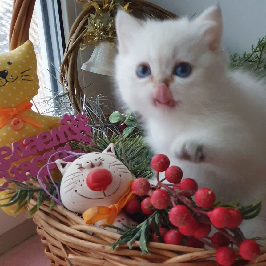 Британские котята (Снежок)