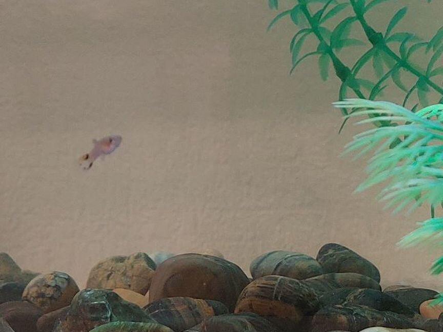 Гуппики рыбки