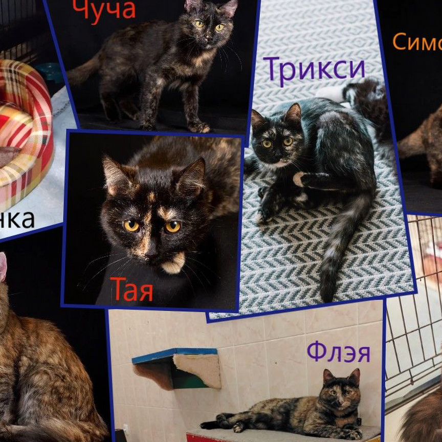 Дизайнерские кошечки в ваш дом