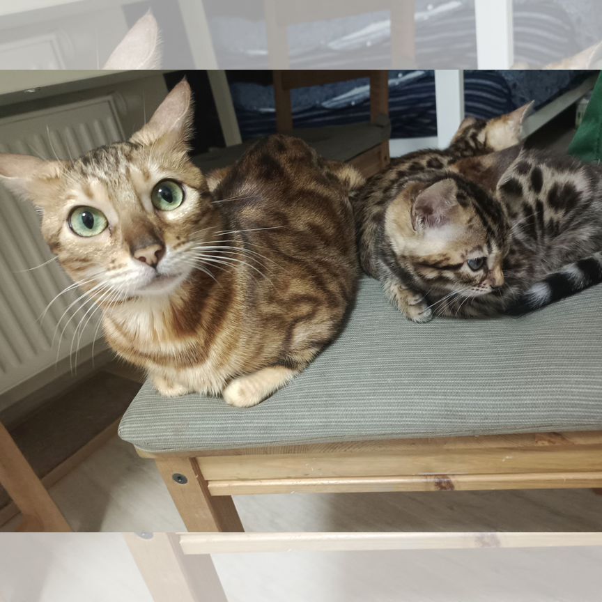 Продаются котята Бенгалы
