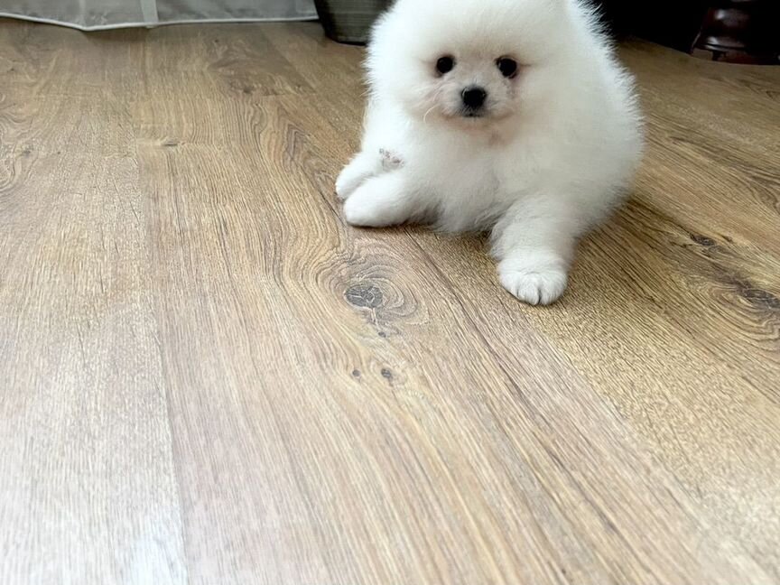 Белый щенок померанского шпица