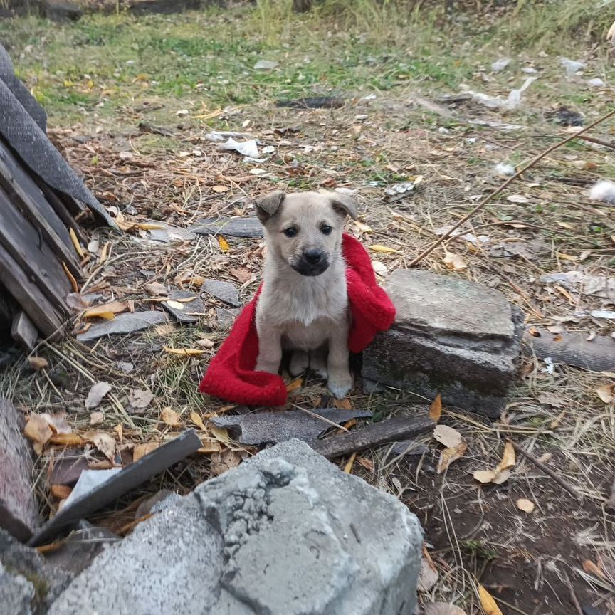 Отдам в хорошие руки бесплатно