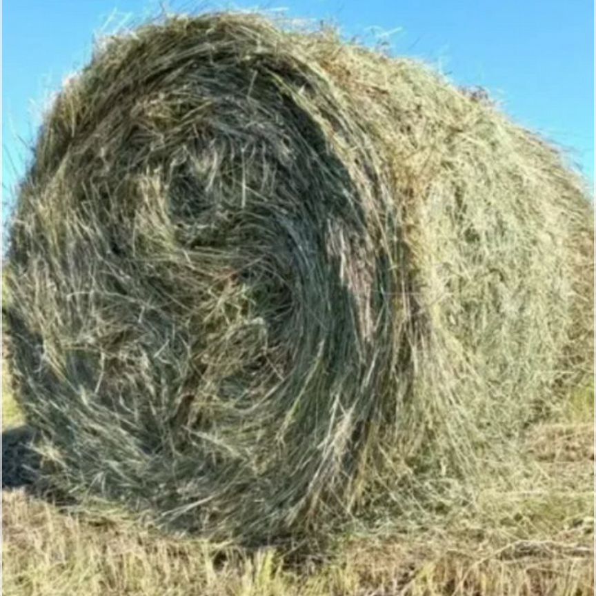 Продам сено в рулонах