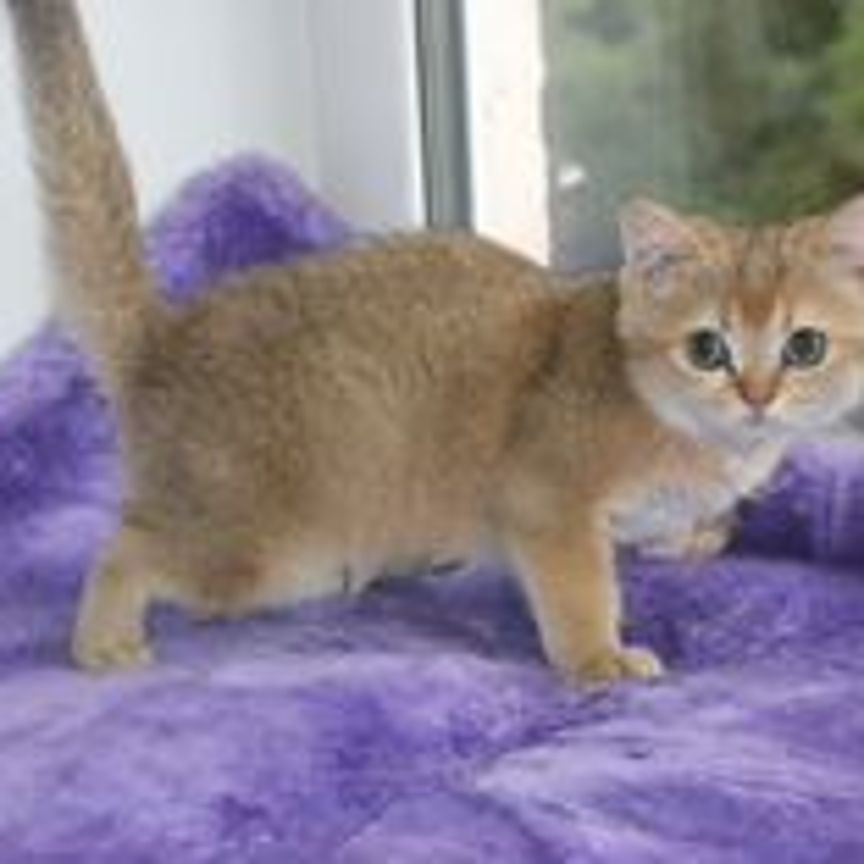 Шотландский прямоухий короткошёрстный котёнок