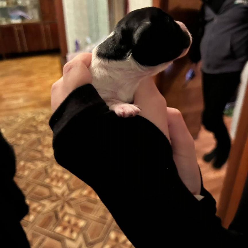 Отдам бесплатно собак