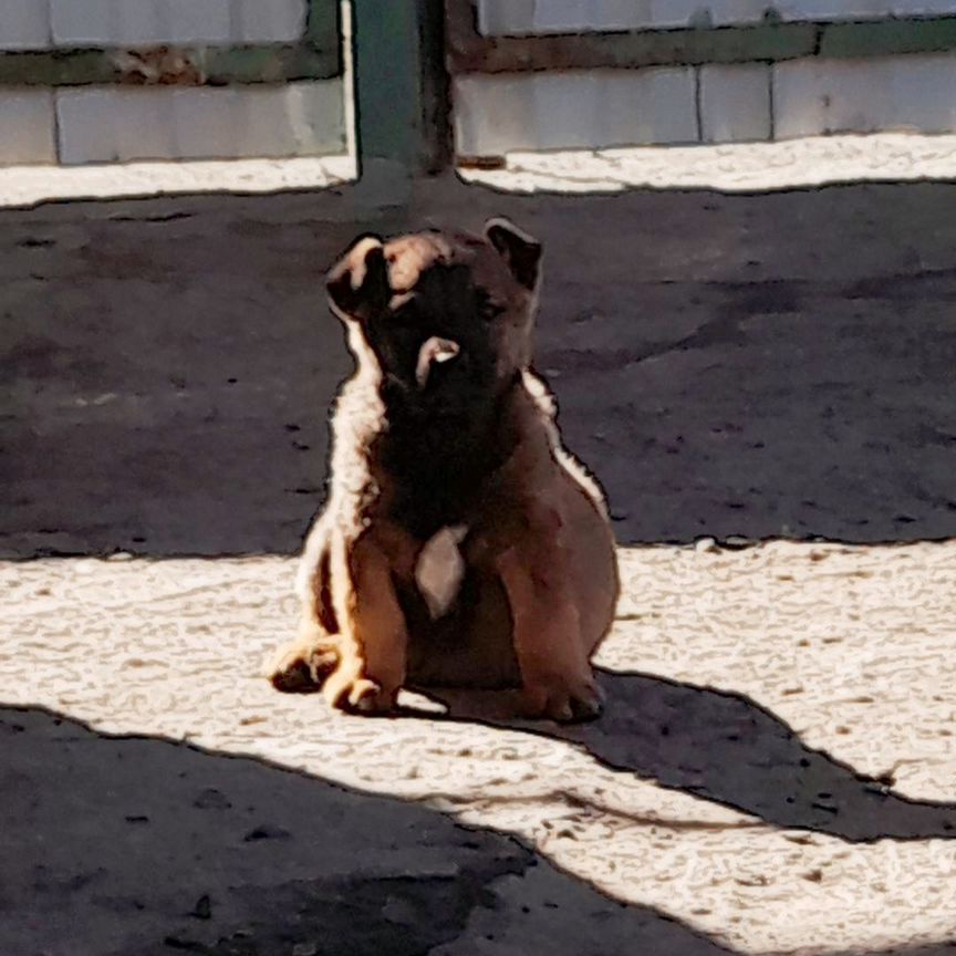 Щенок в добрые руки