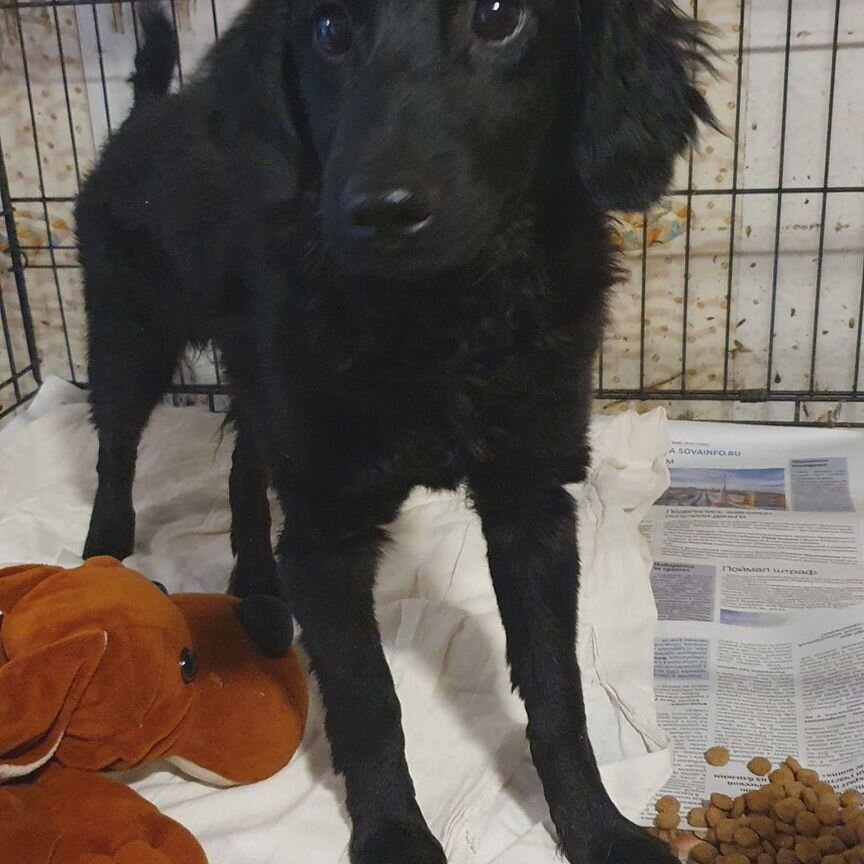 Щенок в добрые руки