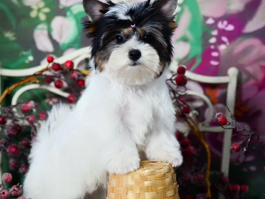 Маленькая куколка