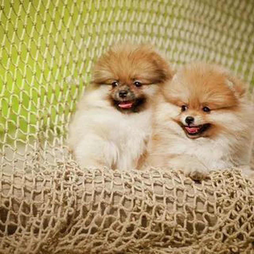 Шпиц миниатюра