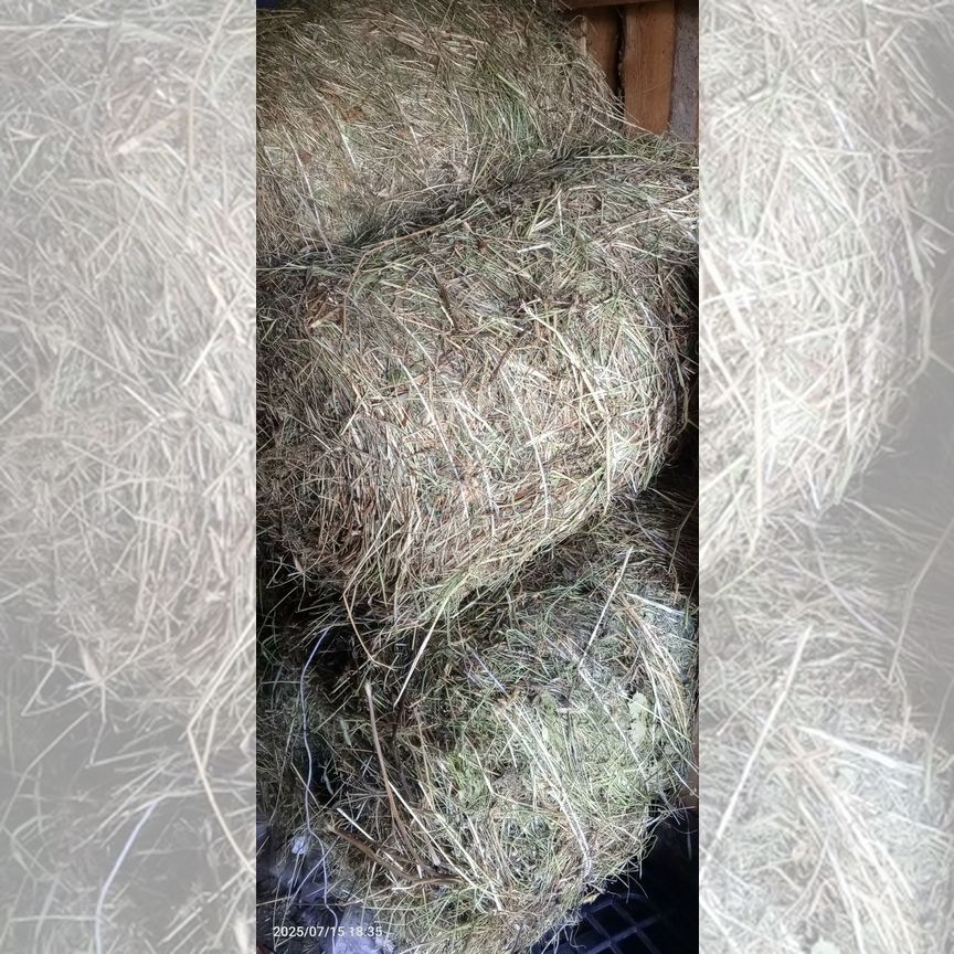 Сено для скота любого