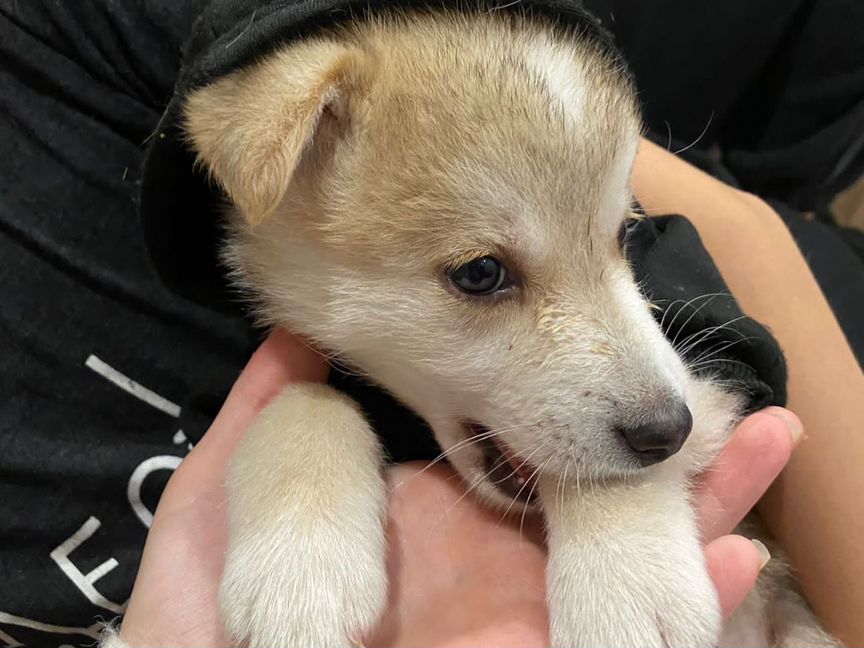 Щенок сибирской хаски