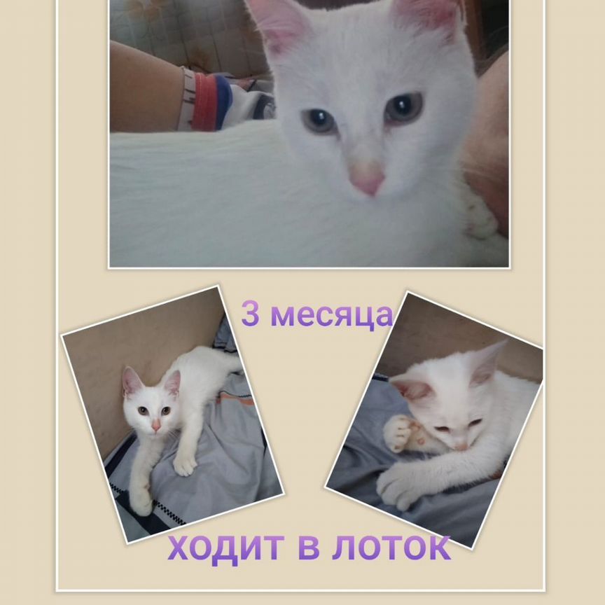 Отдам коткнка в добрые руки