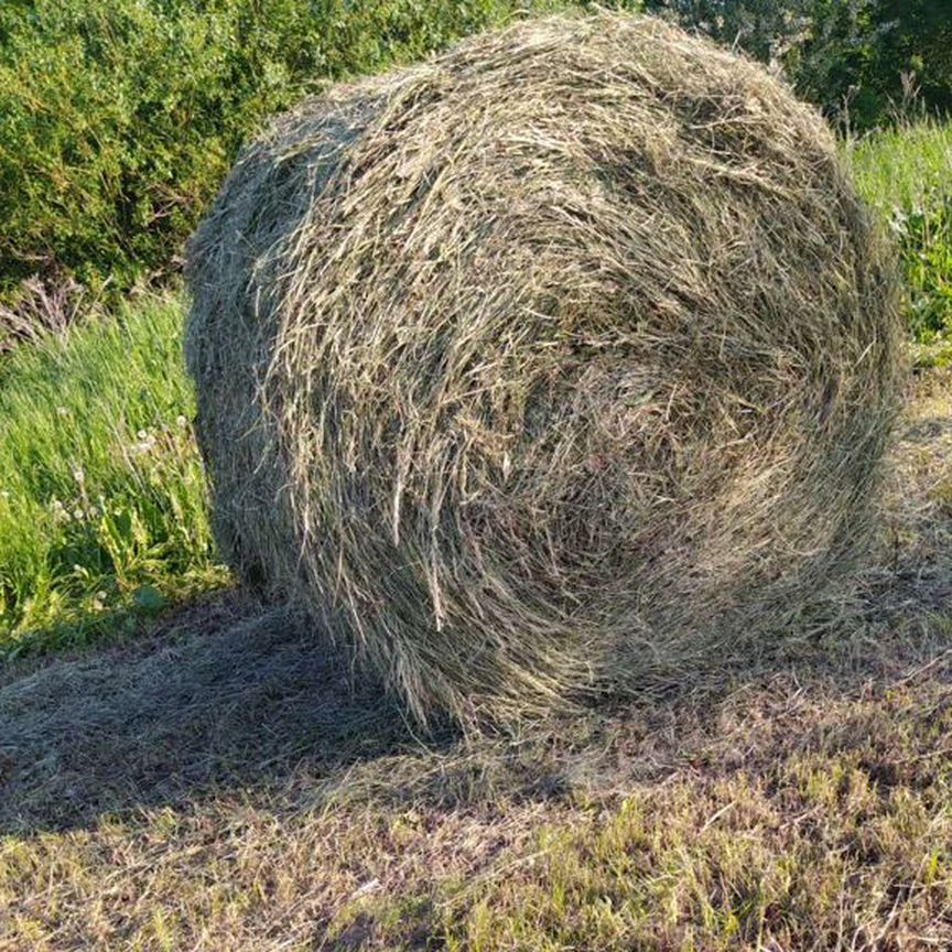 Сено, Люцерна