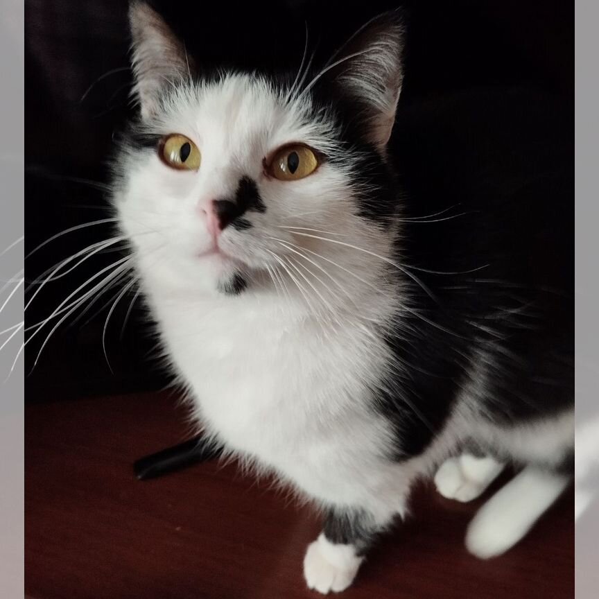 Котик