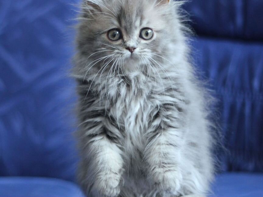 Шотландская длинношерстная (хайленд страйт)