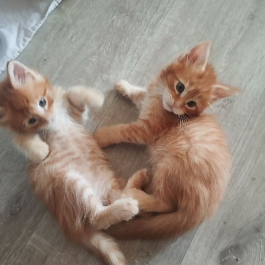 Котята мейн-кун рыжие