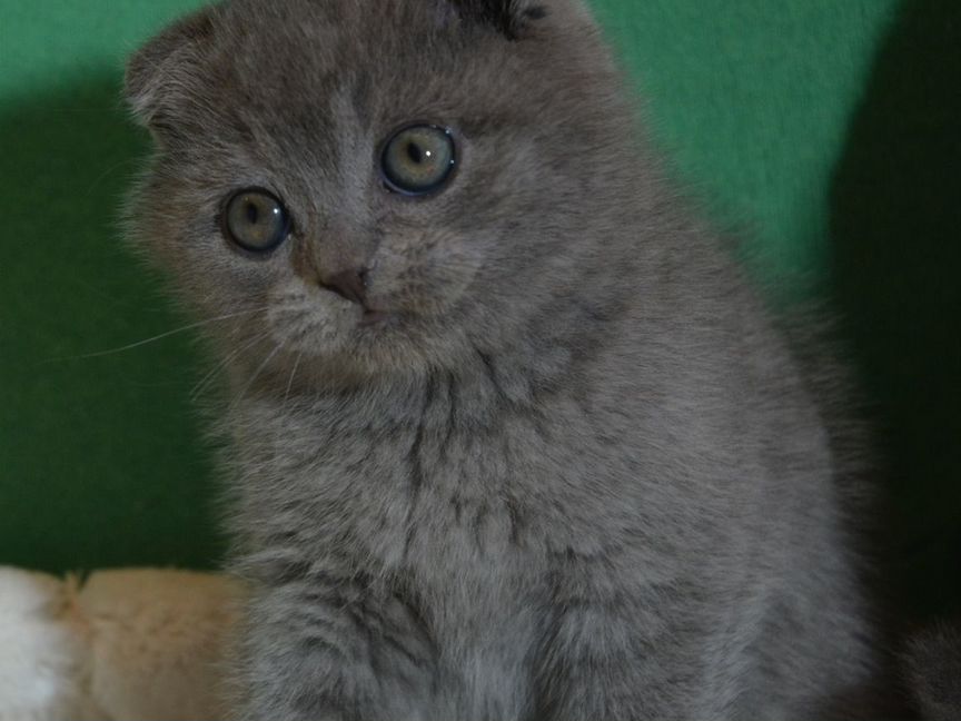 Голубой вислоухий котик