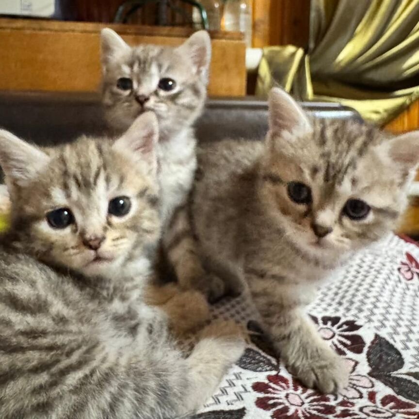 Котята