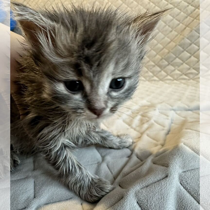 Котёнок в добрые руки