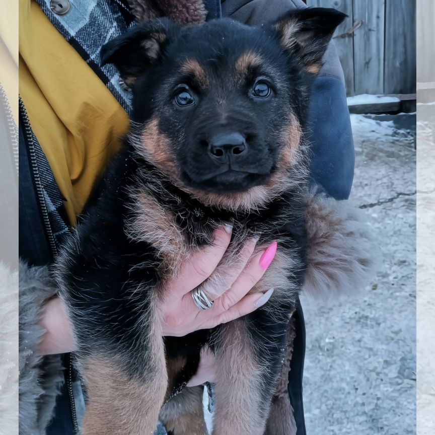 Щенок от частного владельца