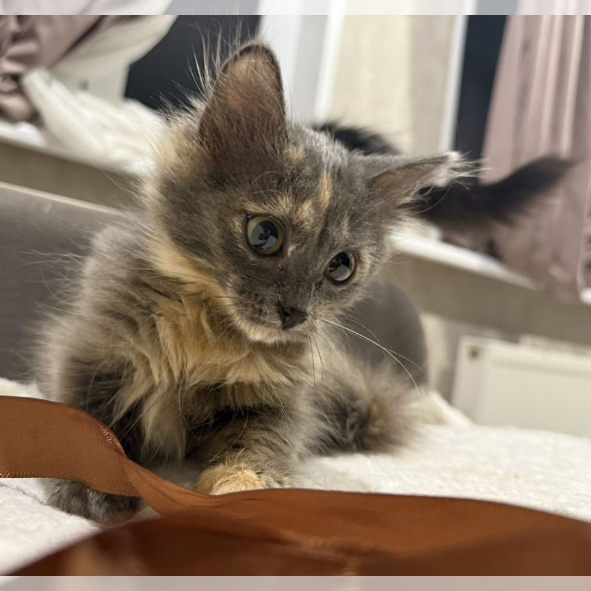 Котенок в добрые руки