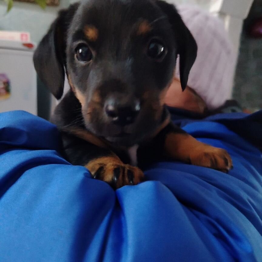 Такса, щенок