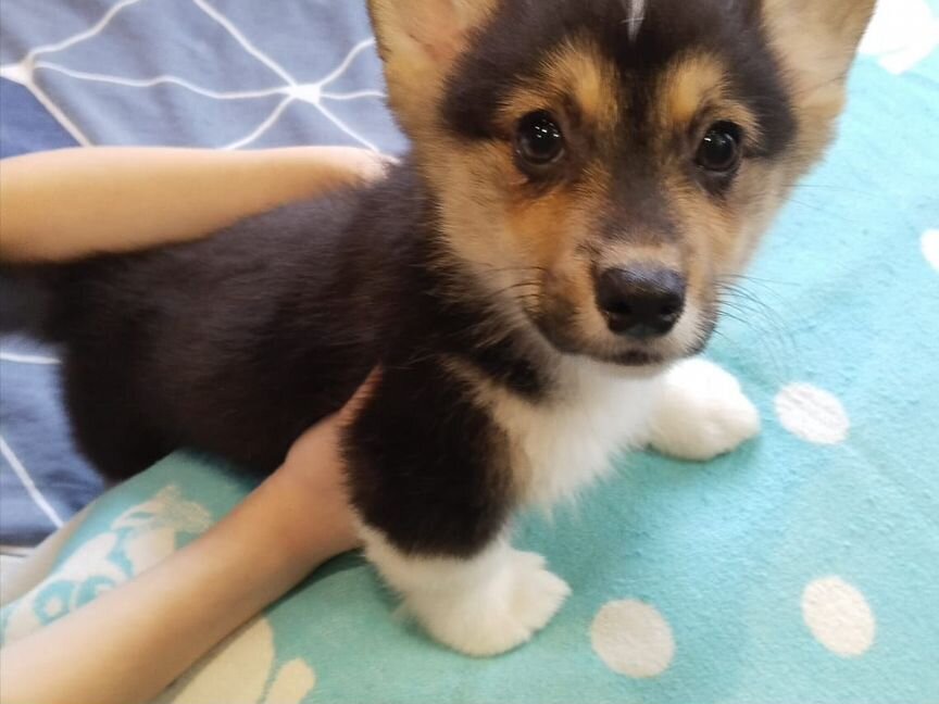 Лучшие малыши корги