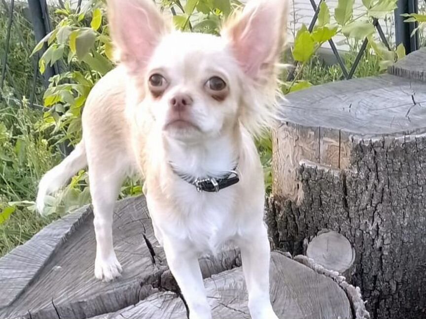 Щенок чихуахуа