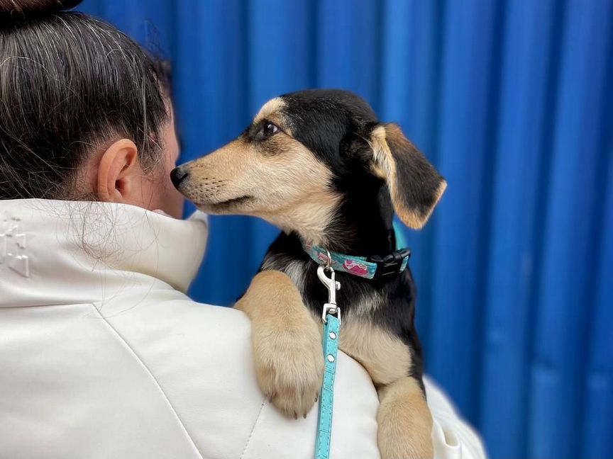 Милый щенок в добрые руки