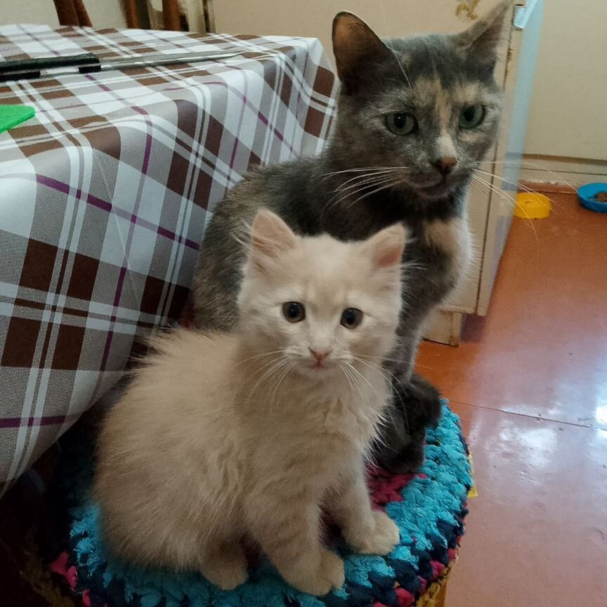 Котёнок в добрые руки