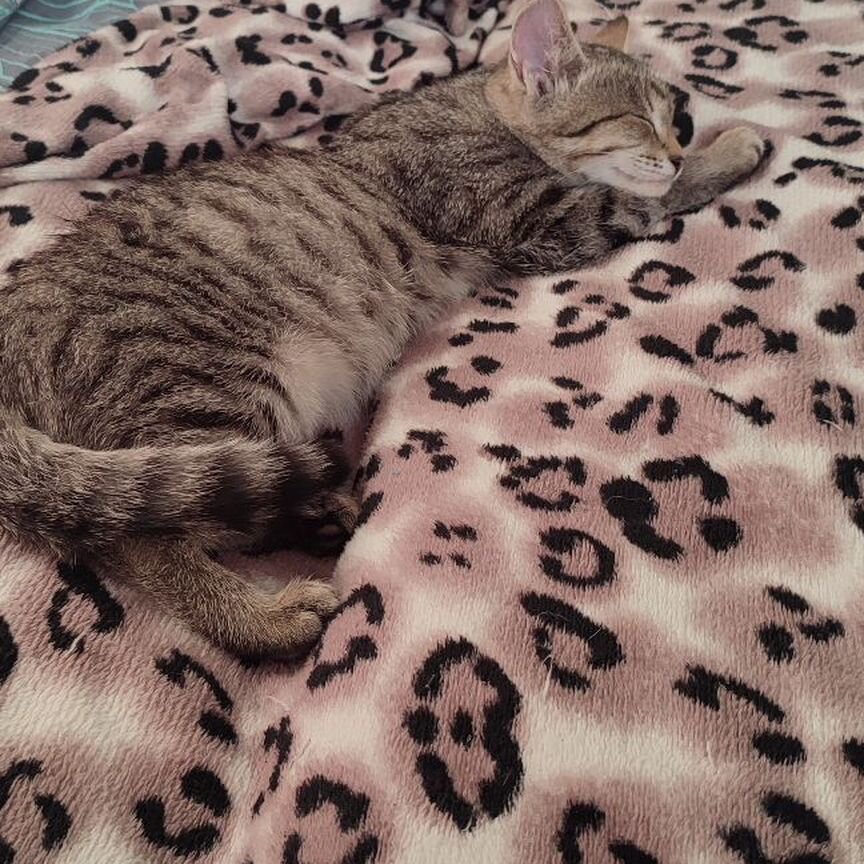 Котик бесплатно