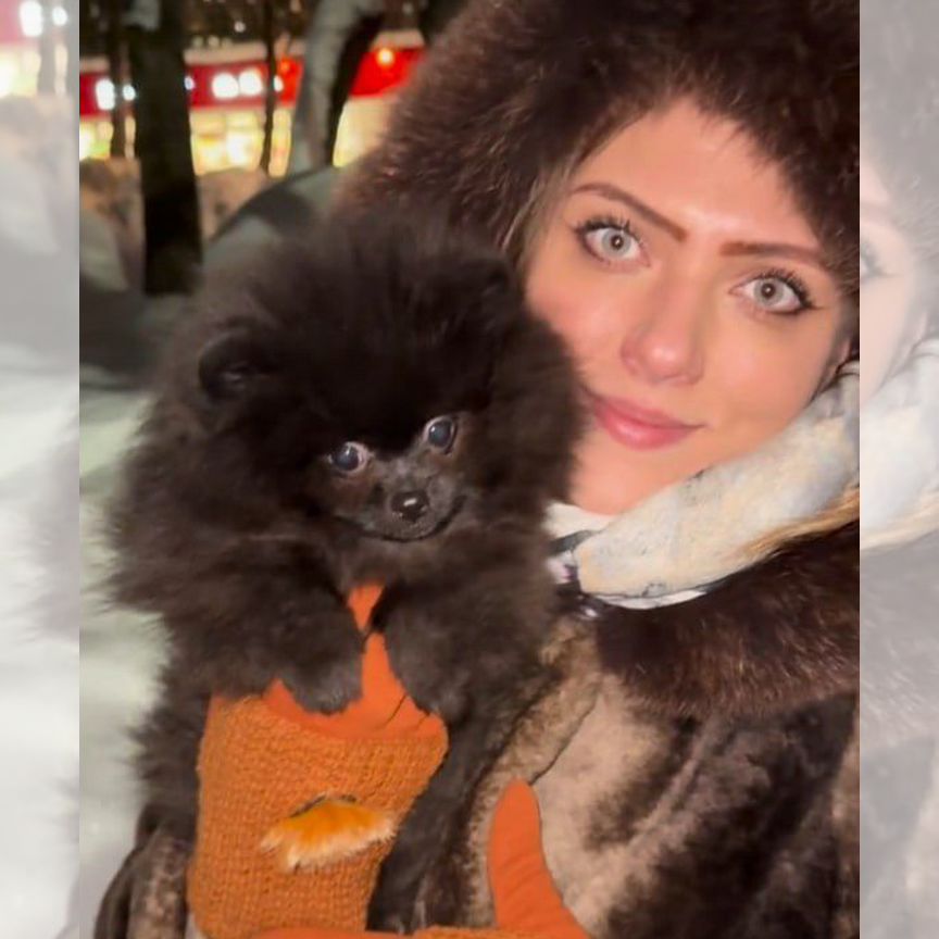 Померанский шпиц, щенок