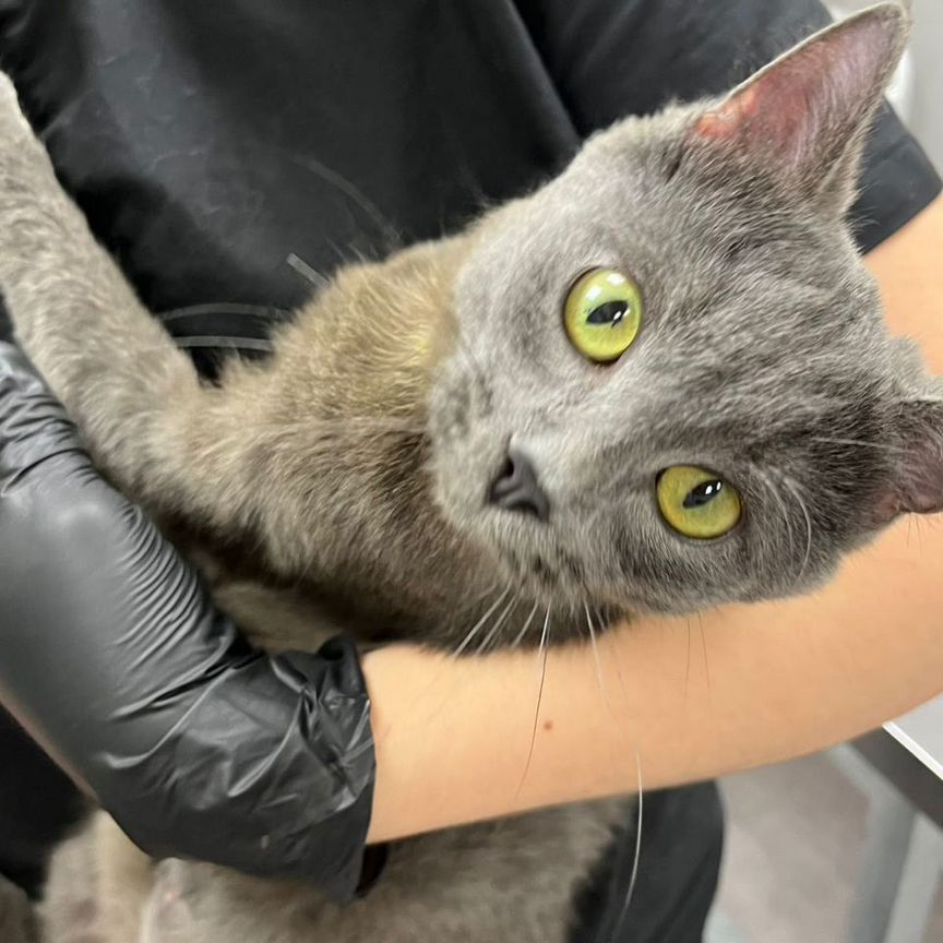 Котята в добрые руки мальчик