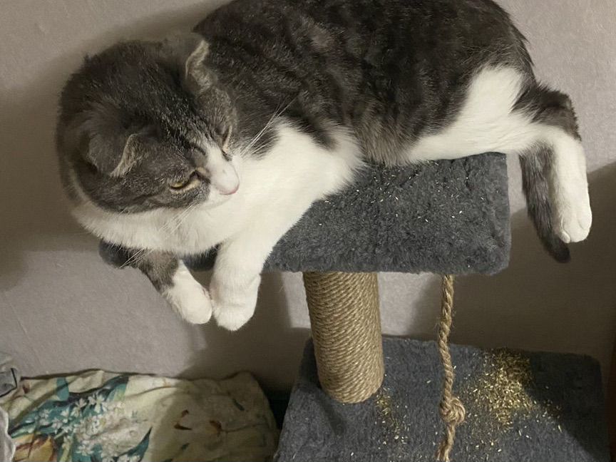 Кошки в добрые руки породистые