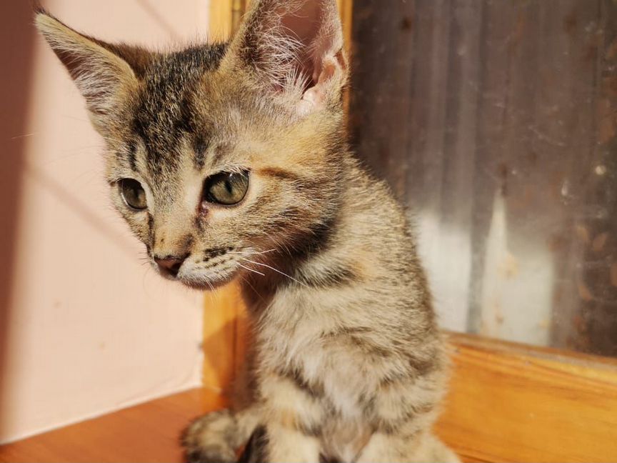 Котенок Мия