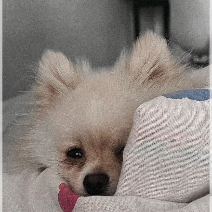 Немецкий шпиц бесплатно