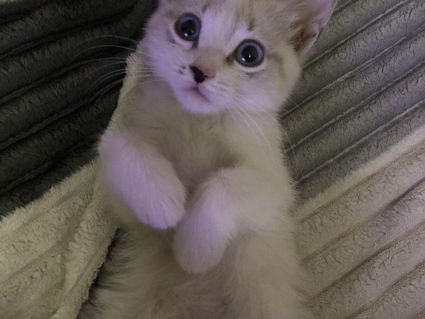 Котенок девочка