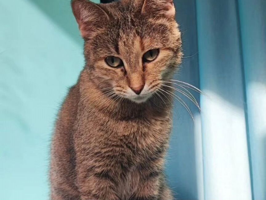 Взрослая кошечка в добрые руки