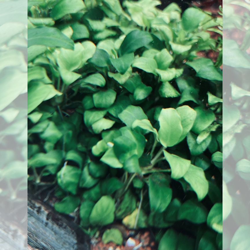 Анубиас нана