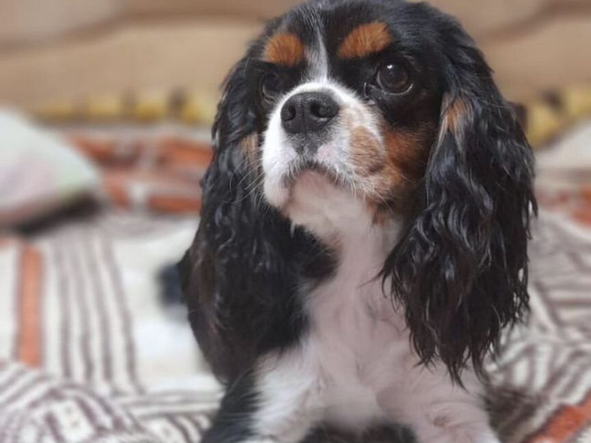 Кавалер Кинг Чарльз спаниель вязка
