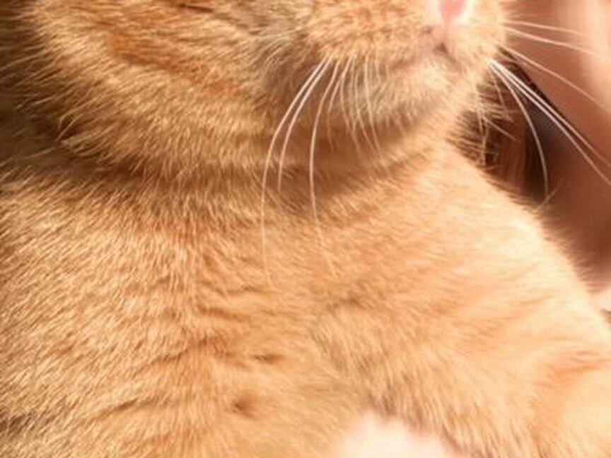 Котик в добрые руки