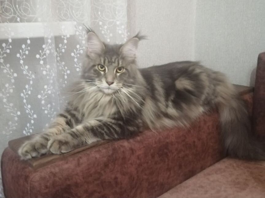 Кошки мейн-кун