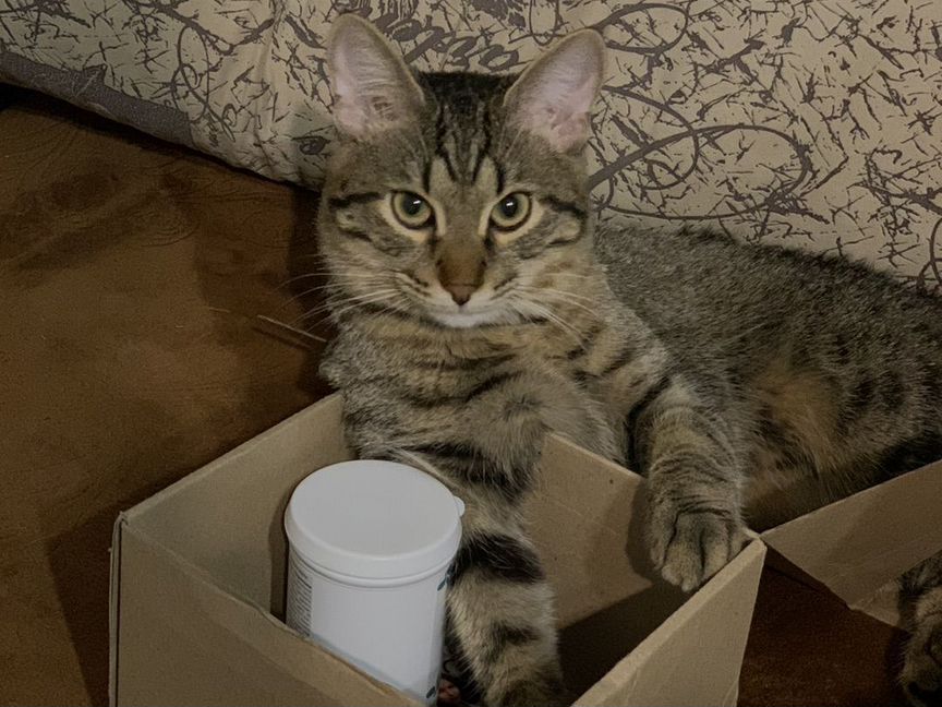 Кот вязка